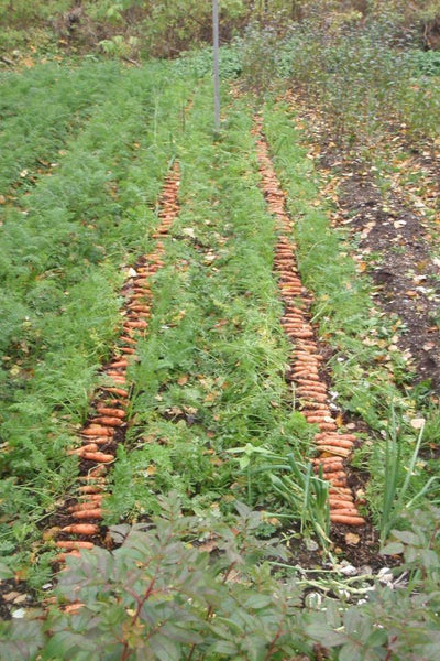 All Seeds – The Seed Company by E.W. Gaze