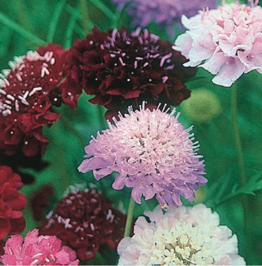 Scabiosa | Imperial Mix – The Seed Company by E.W. Gaze