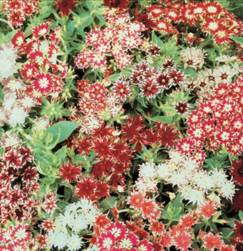 Phlox | Twinkle Star Mix – The Seed Company by E.W. Gaze